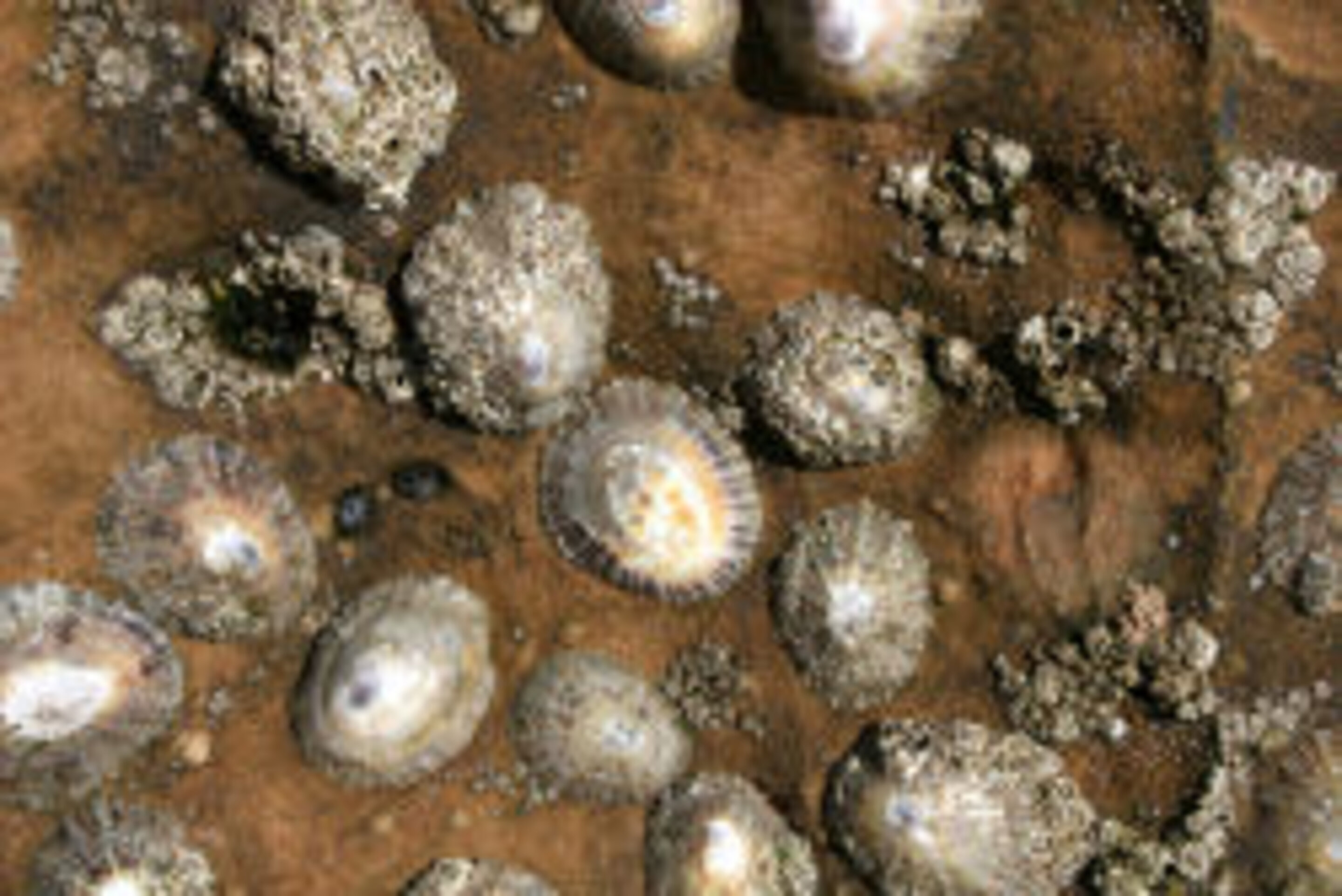 Molluscan Shellfish | Food Allergy Research & Resource Program | Nebraska