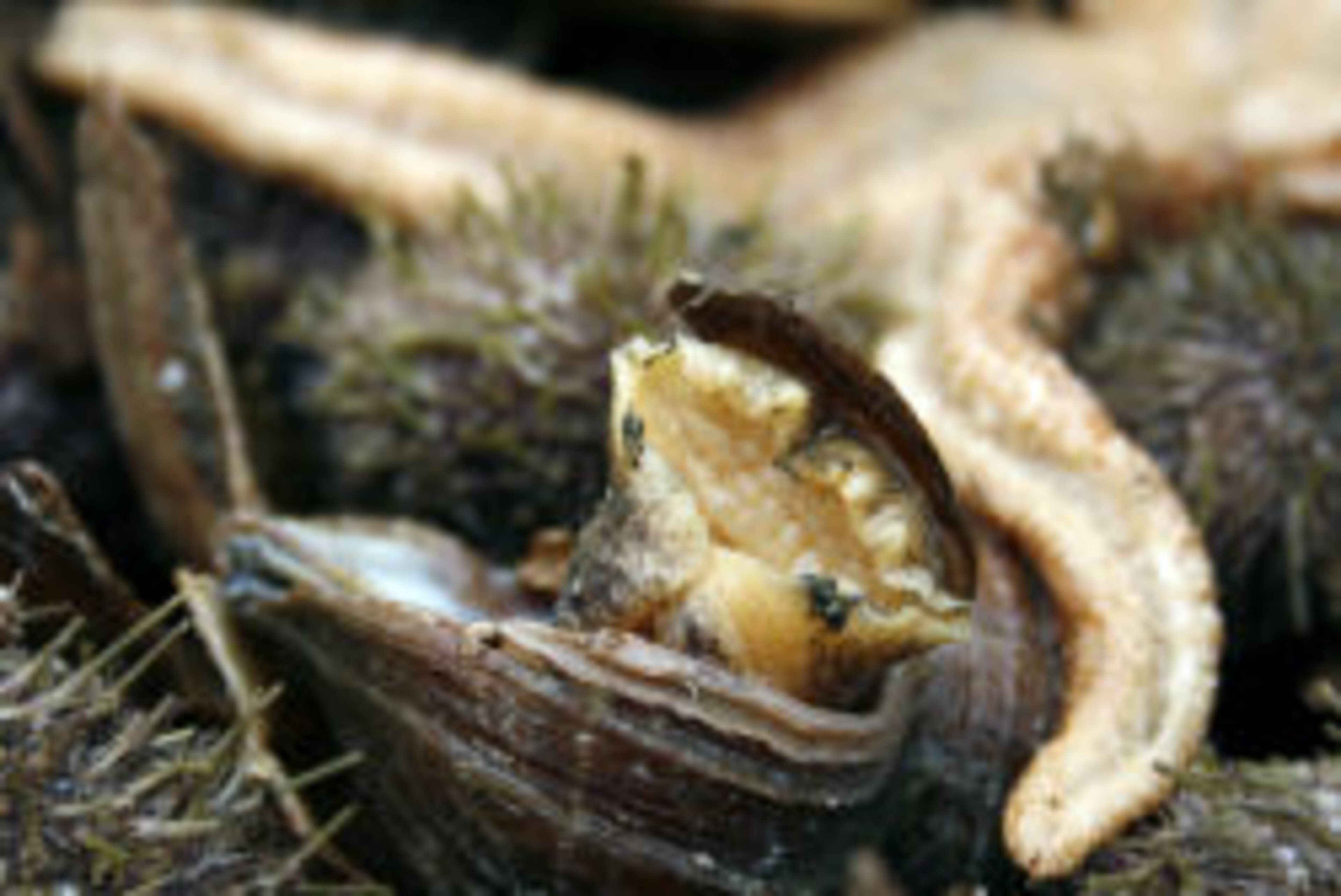 Molluscan Shellfish | Food Allergy Research & Resource Program | Nebraska