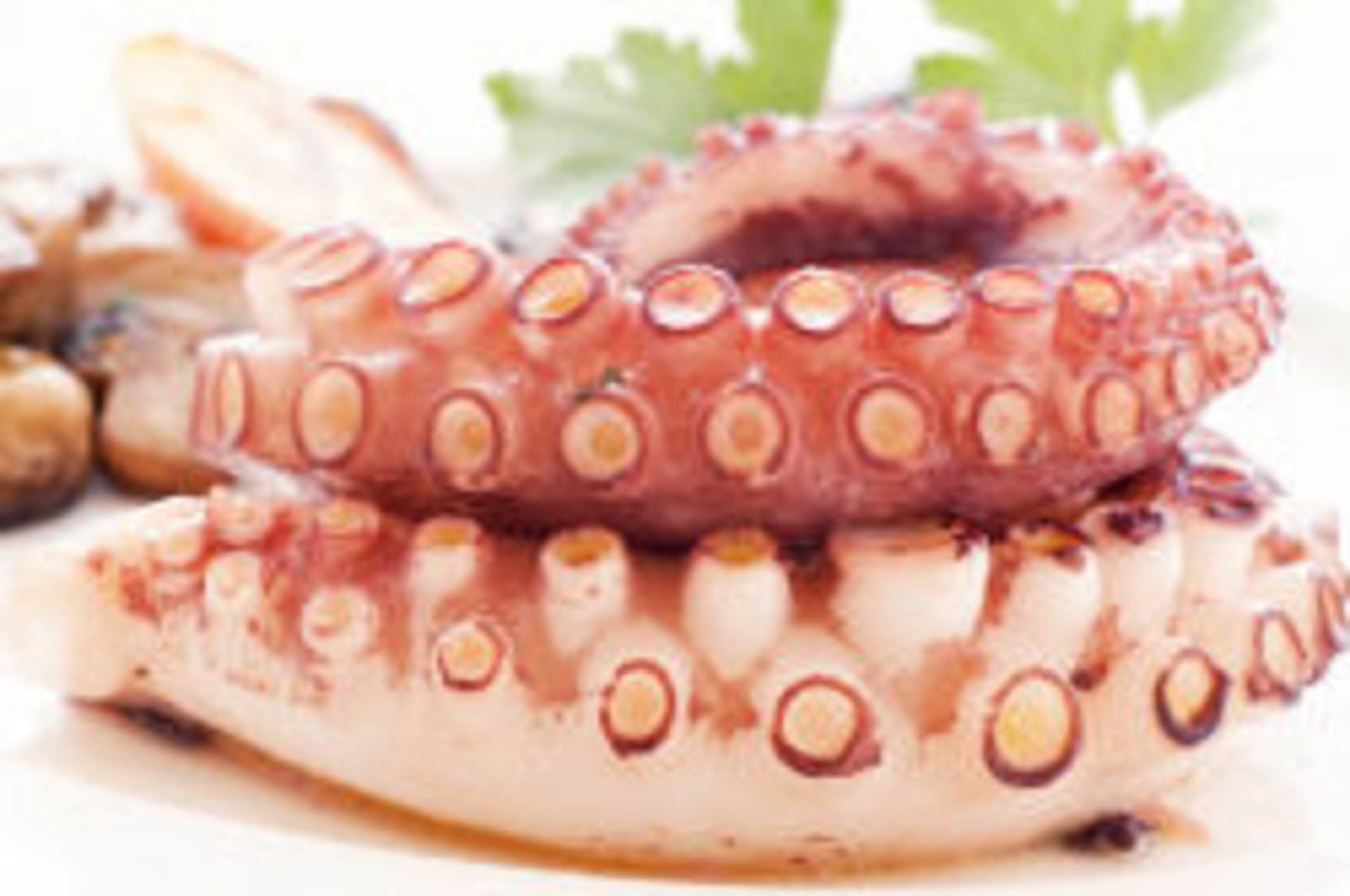Molluscan Shellfish | Food Allergy Research & Resource Program | Nebraska