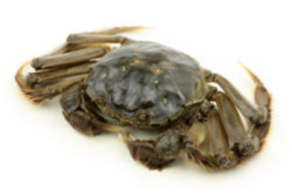 Crustacean Shellfish | Food Allergy Research & Resource Program | Nebraska